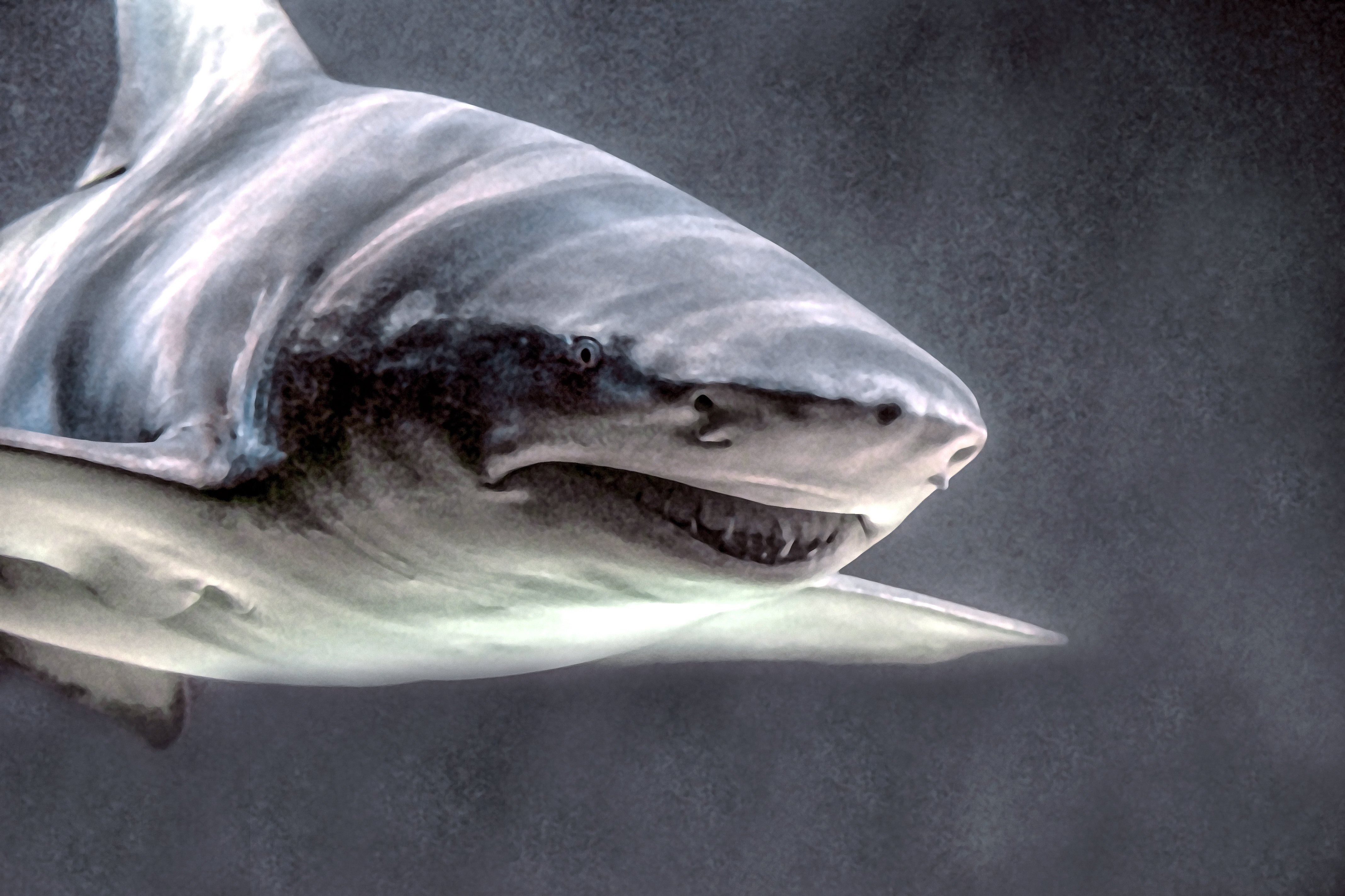 Highland Dunes Grey Nurse Shark by Thomasmales - Wrapped Canvas ...