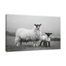 Jaxson Rea "Islay Sheep I" Gallery Wrapped Canvas By Laura Marshall ...