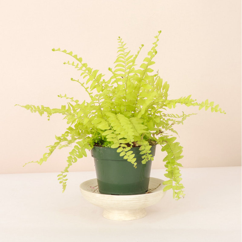 Thorsen's Greenhouse Live Gold Boston Fern Plant | Wayfair