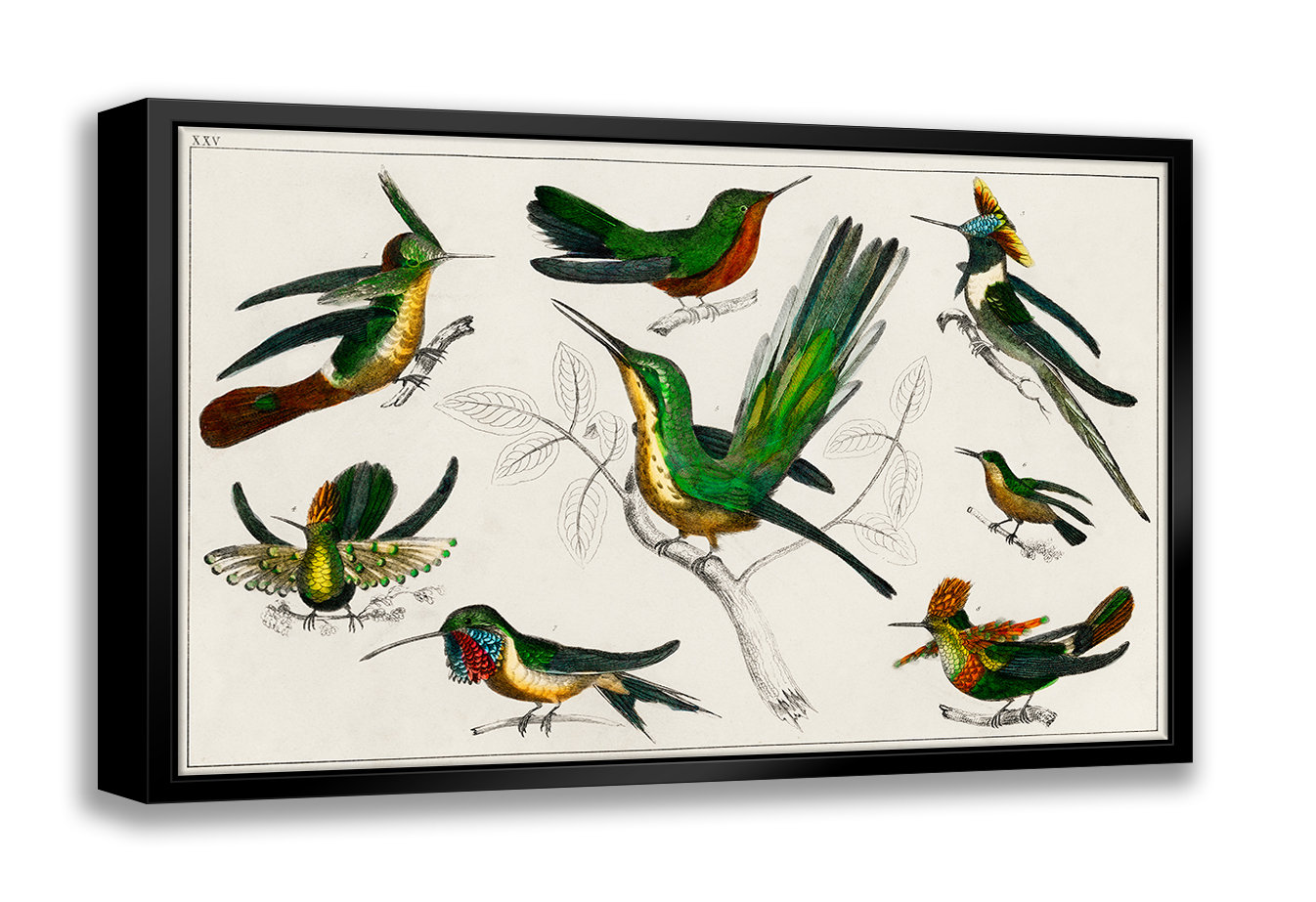 ATX Art Group LLC Collection of Birds - Floater Frame Painting on ...