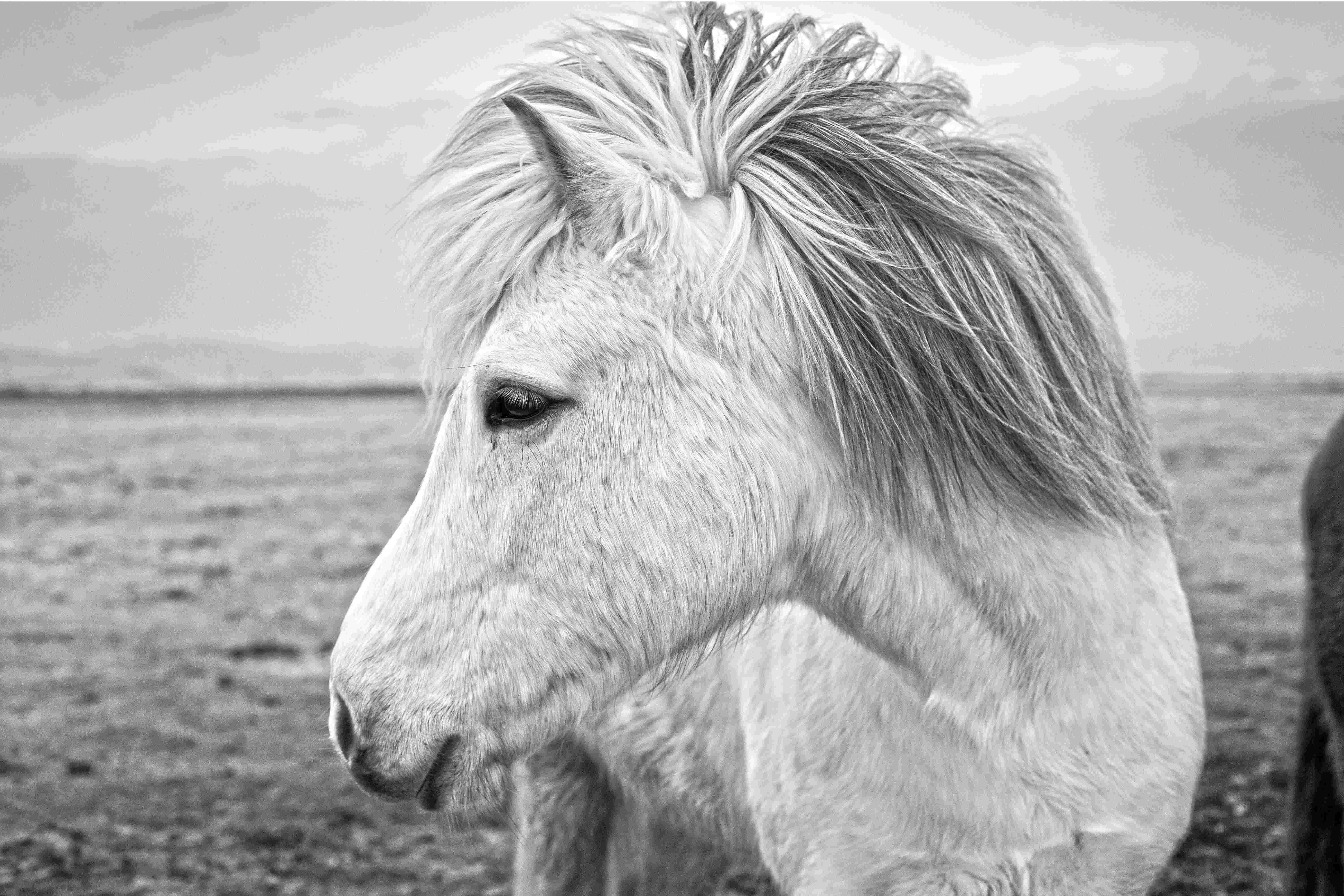 Ebern Designs Pony Profile View - Wayfair Canada