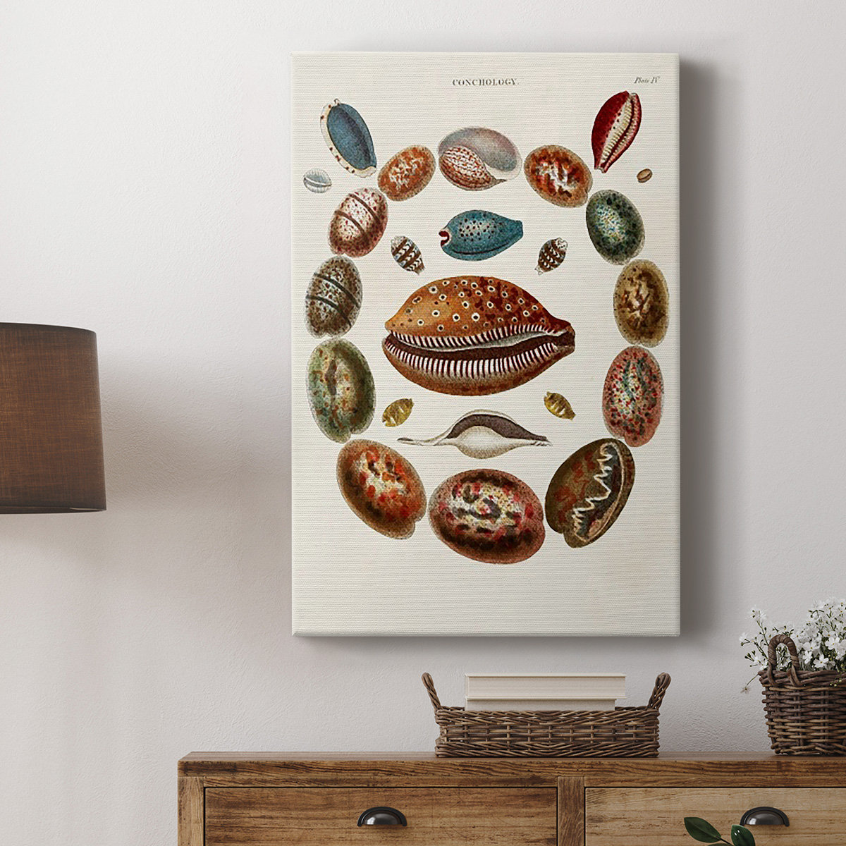 Dovecove Spiral Shell Formation II - Wrapped Canvas Print | Wayfair