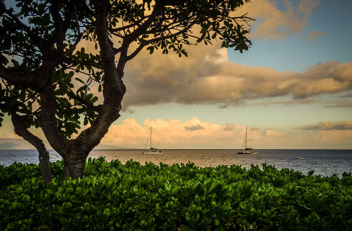 The Finishing Touch Kaanapali Plumeria Tree Hawaiian Islands by Kelly ...