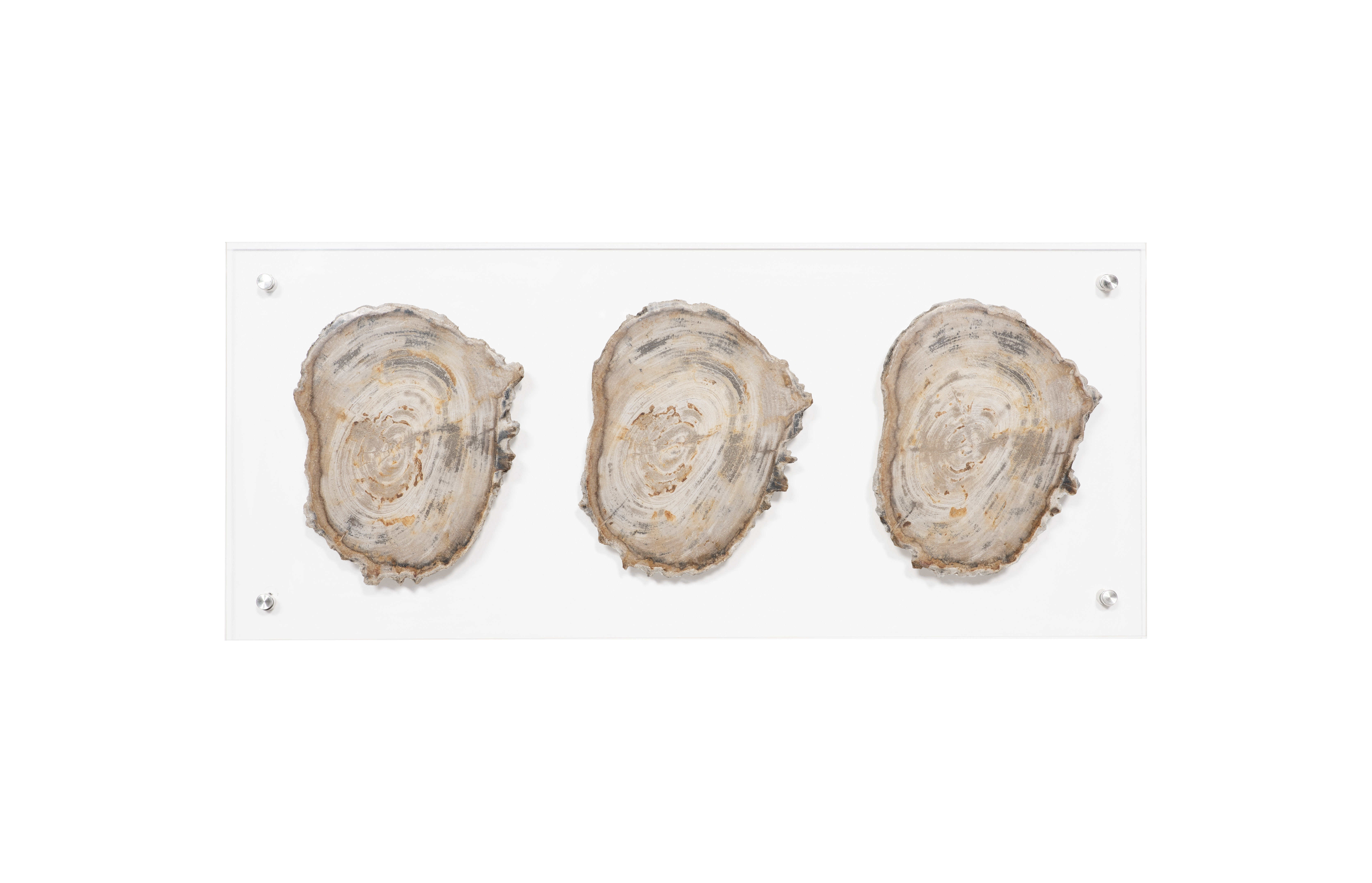 Phillips Collection Floating Petrified Triple Slice Wall Décor ...