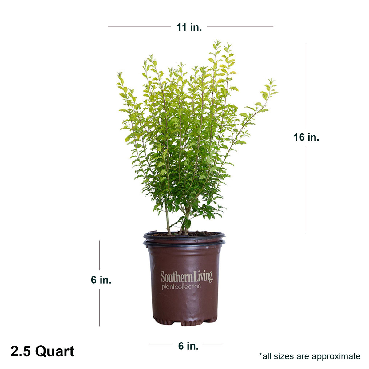 Southern Living Plant Collection 2.5 Qt. Sunshine Ligustrum - Full Sun ...