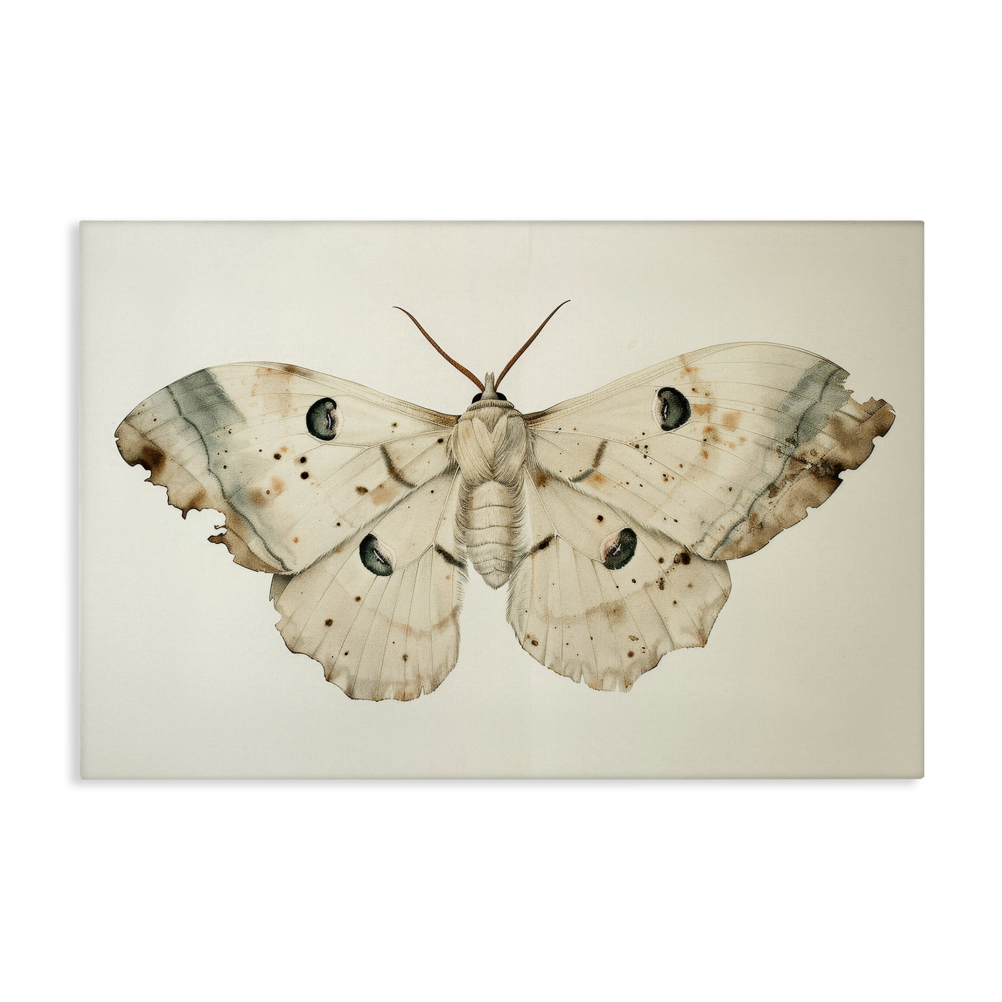 Ophelia & Co. Vintage Beige Moth Canvas Wall Art by Petal Prints Design ...