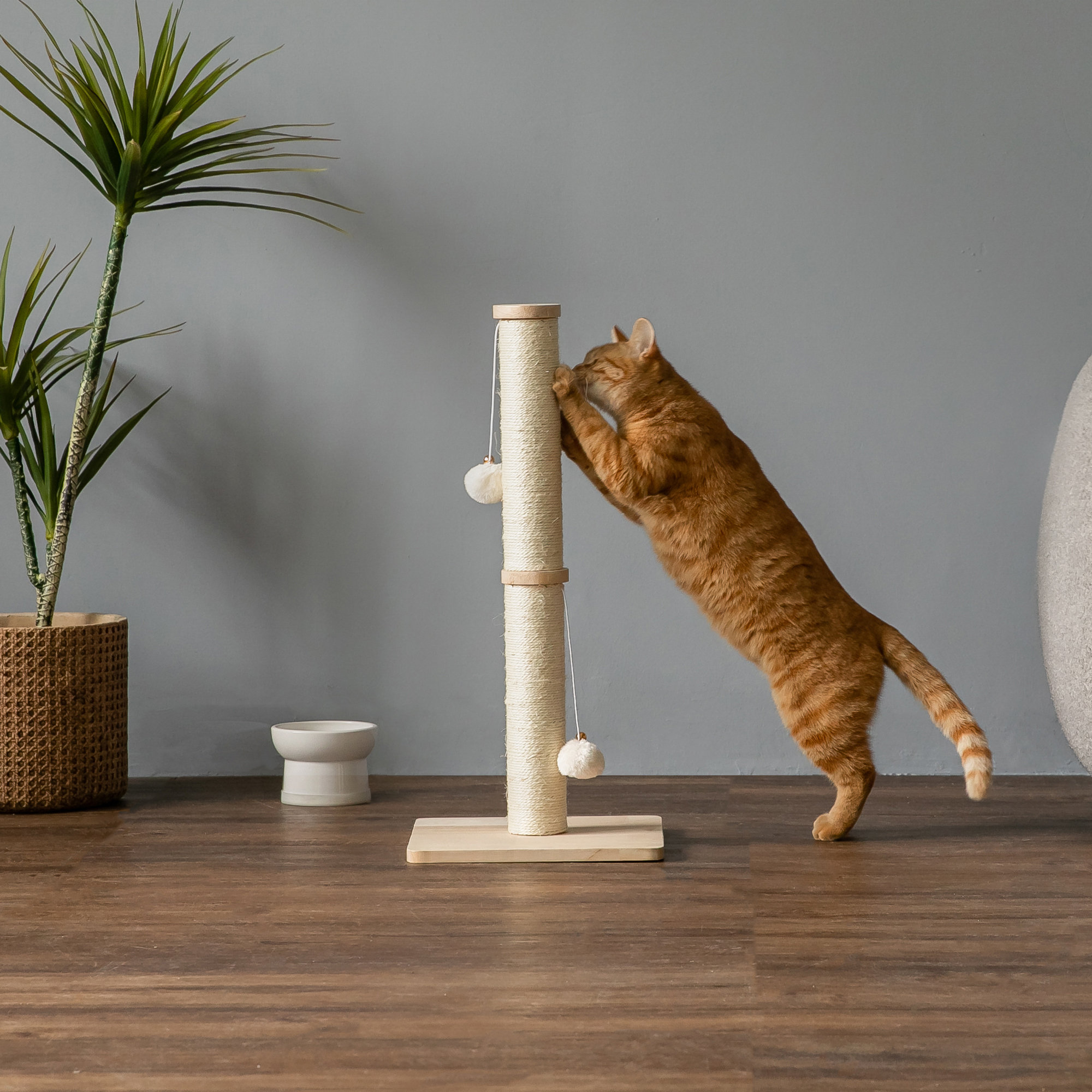 Tucker Murphy Pet™ Davens Scratching Post & Reviews - Wayfair Canada