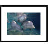 Global Gallery 'Bottlenose Dolphin Trio Underwater, Waikoloa Hyatt ...