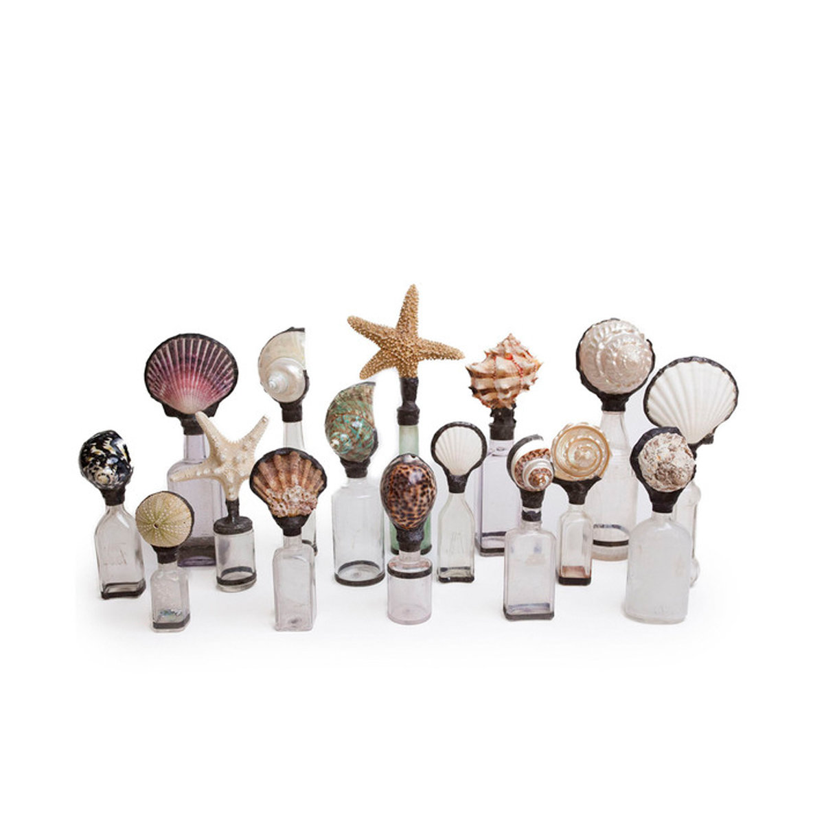 Jamie Dietrich Natural Shell Bottle Collection | Wayfair