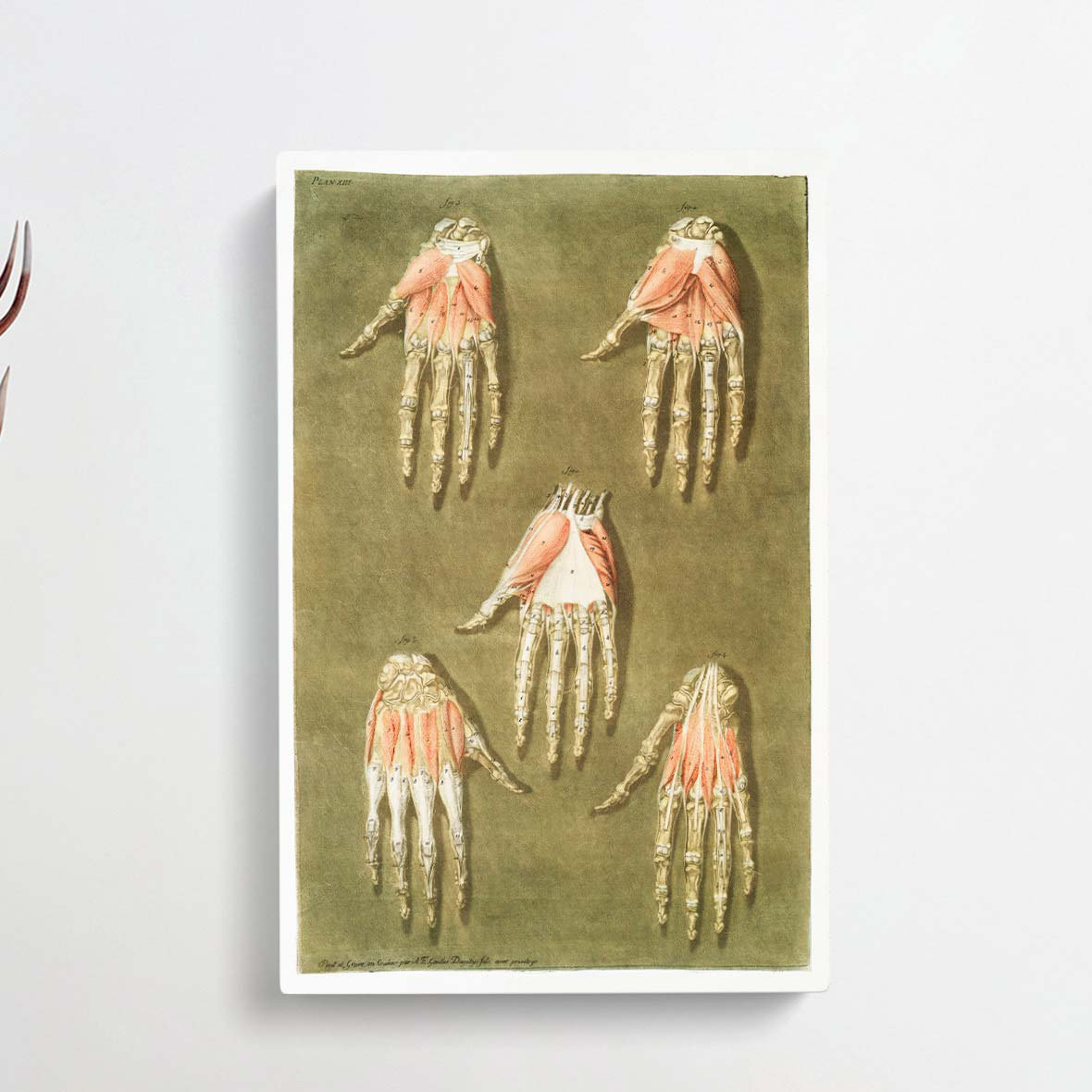 East Urban Home Anatomical Illustrations of the Hand by Gautier-Dagoty ...