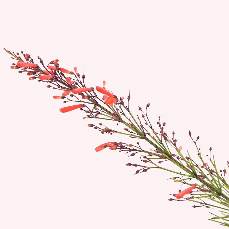 American Plant Exchange Live Firecracker Bush, Attracts Butterflies and ...