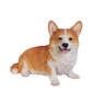 Hi-Line Gift Ltd. Corgi Dog Statue & Reviews | Wayfair