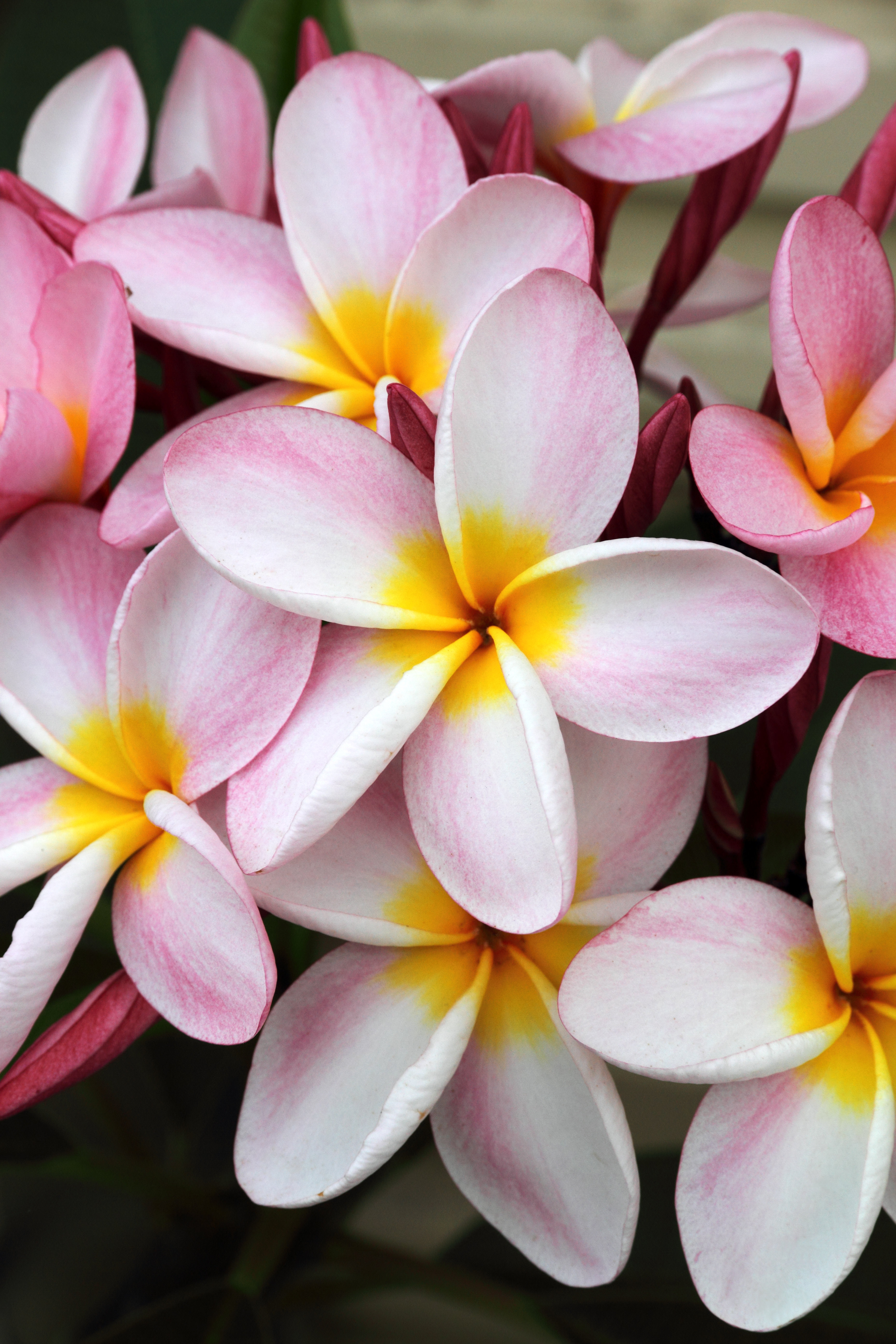 17 Stories Pink Frangipani Flower - Wrapped Canvas Photograph | Wayfair ...