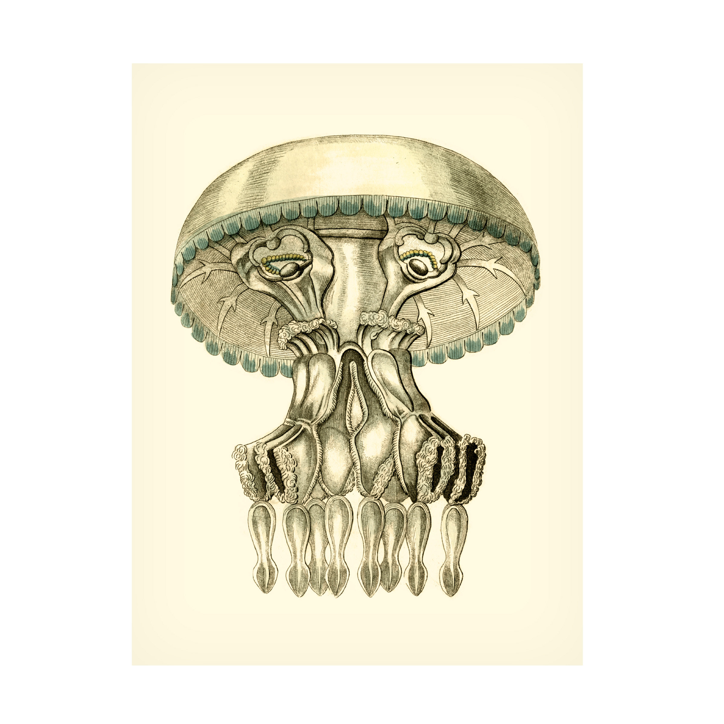 Trademark Fine Art Frederick P. Nodder 'Creatures of the Sea II' Canvas ...