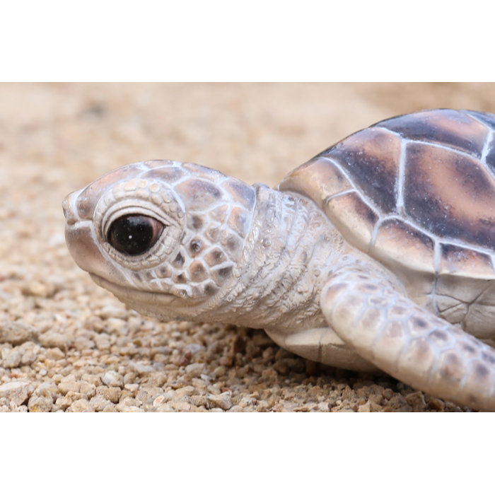 Hi-Line Gift Ltd. SMALL SEA TURTLE & Reviews | Wayfair