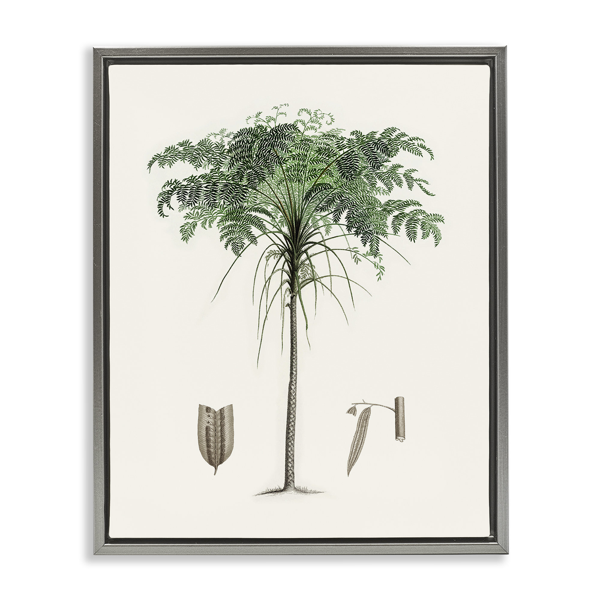 Bay Isle Home™ Vintage Palm Tree Study Floating Frame, design by CAD ...