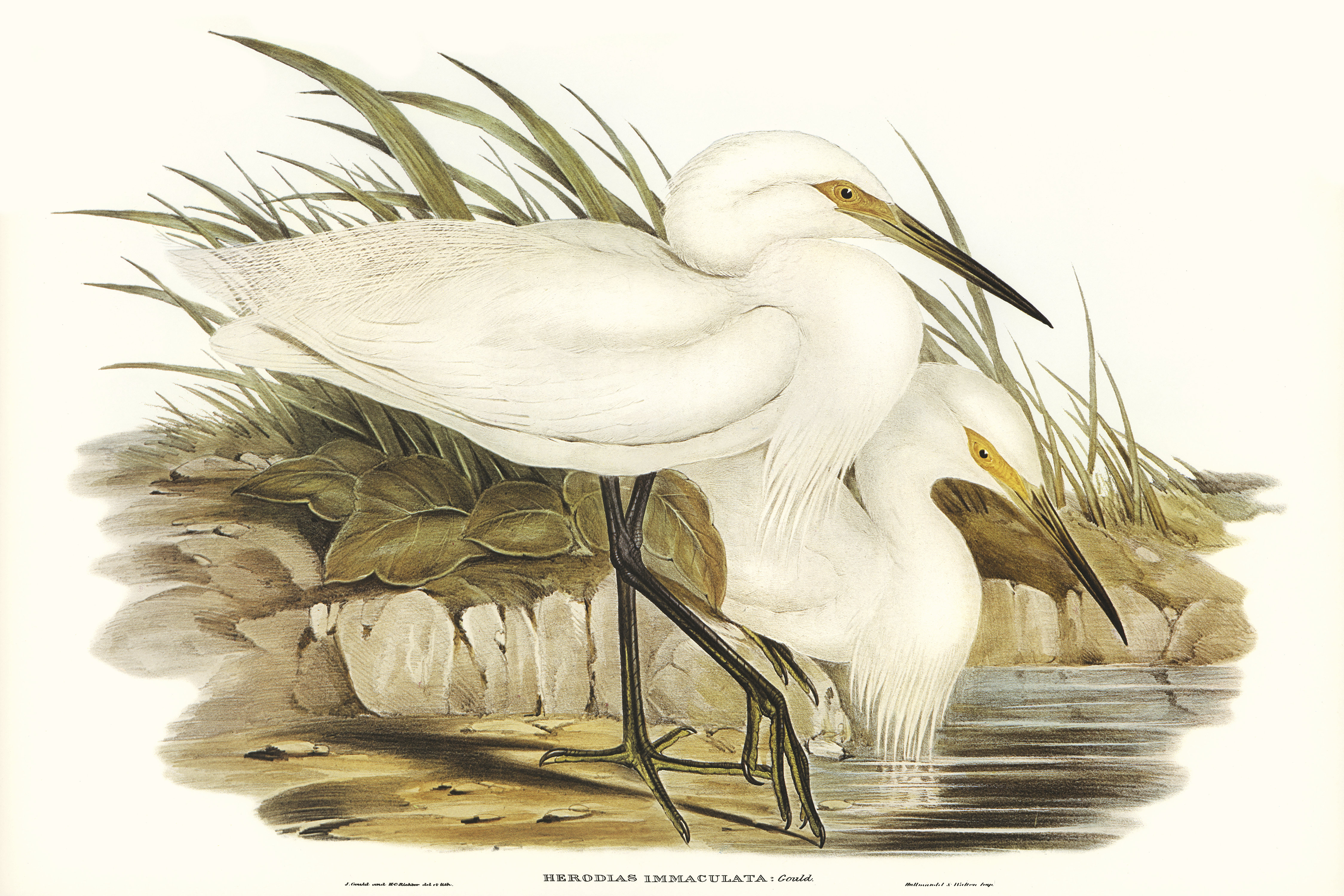 Highland Dunes Hebersham Waterbird Pairing I by Elizabeth Gould Print ...
