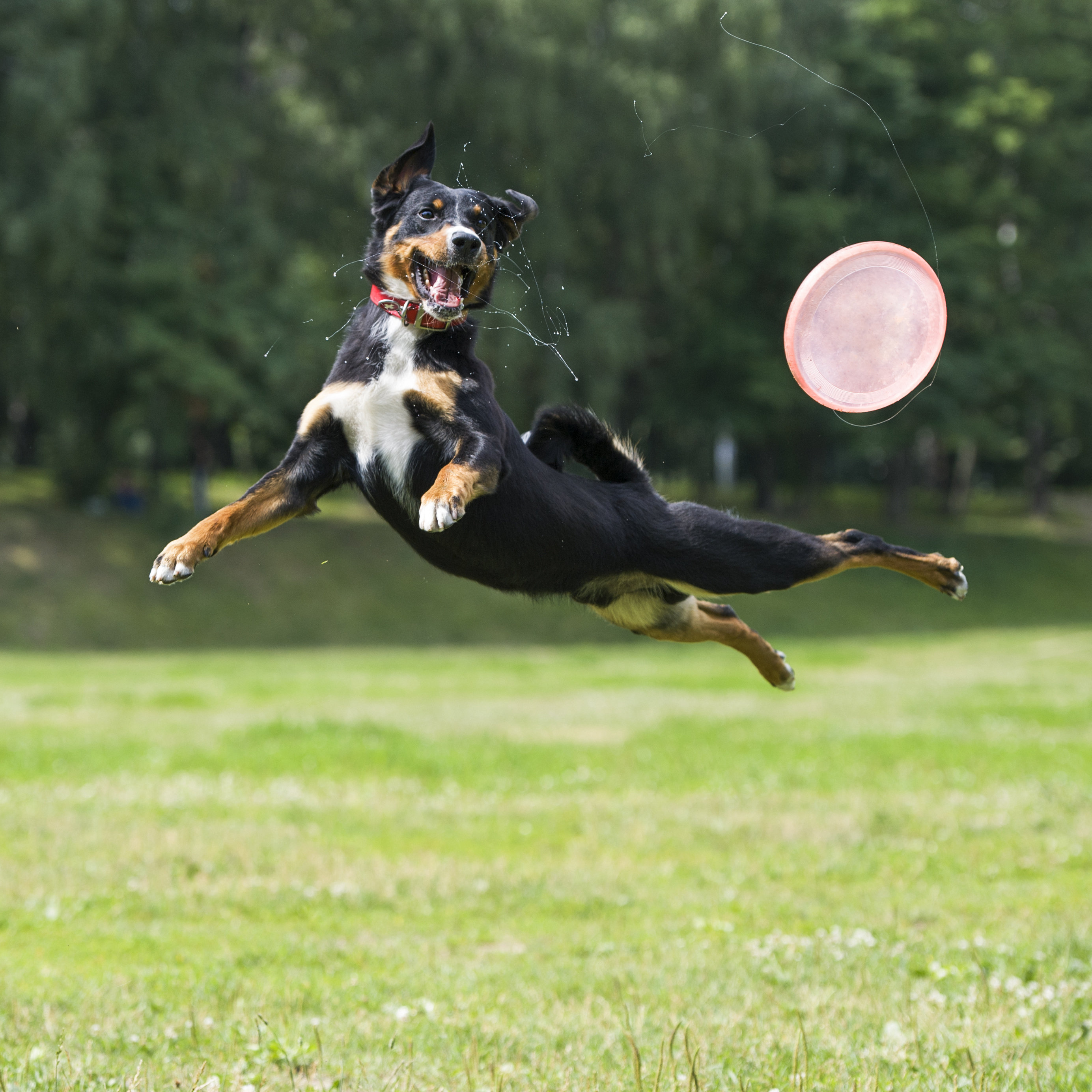 Ebern Designs Frisbee Dog by Silfox - Wrapped Canvas Photograph | Wayfair