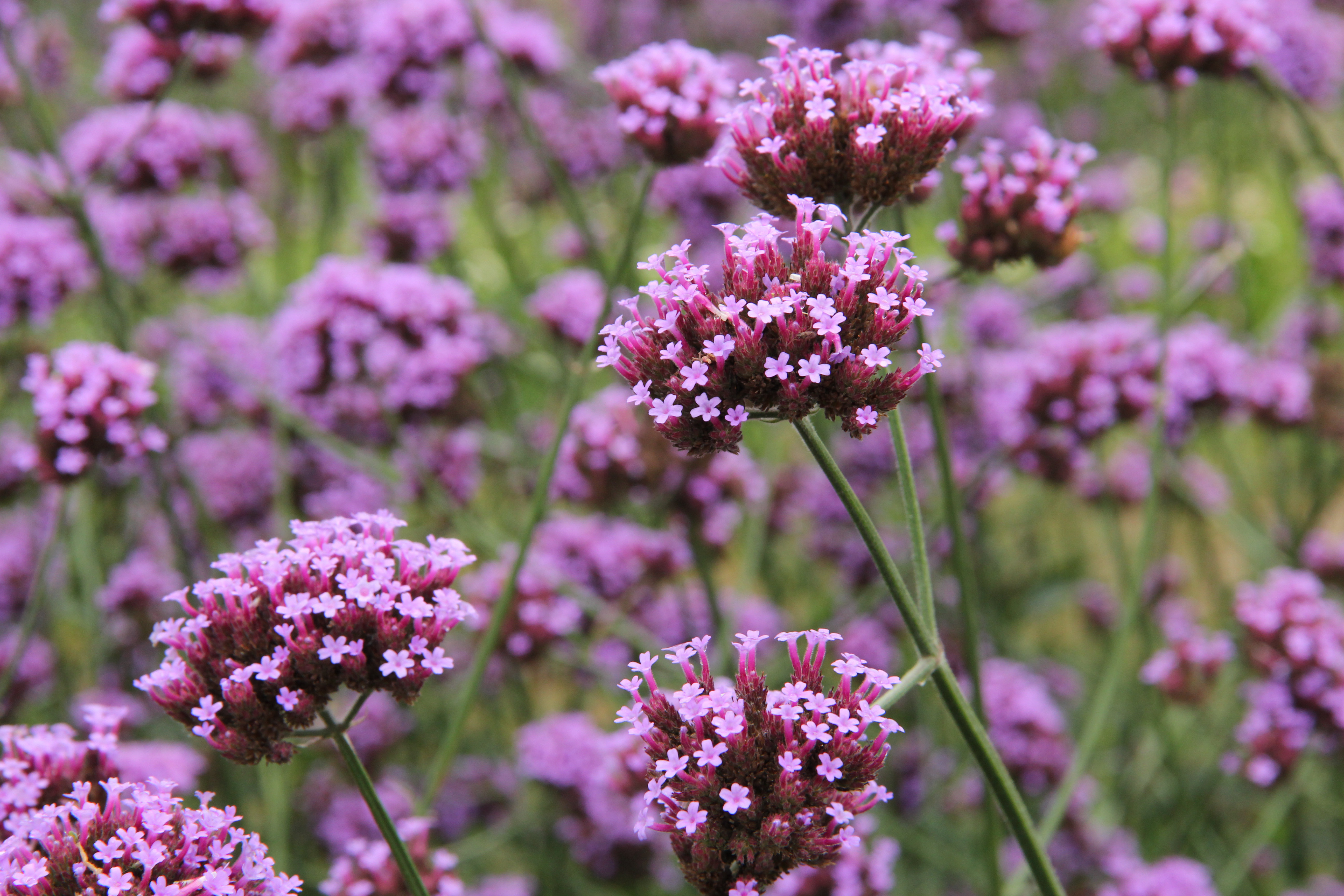 Ebern Designs Verbena Bonariensis Flower by Annrapeepan - Print ...