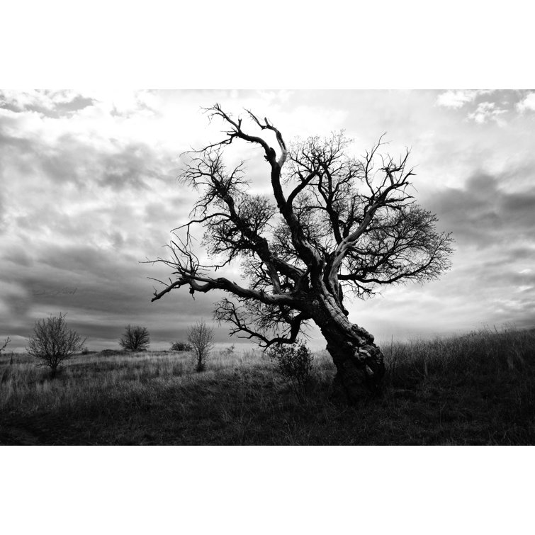 17 Stories Forsaken Tree Of Desolation by Ozan Ericok - Wrapped Canvas ...