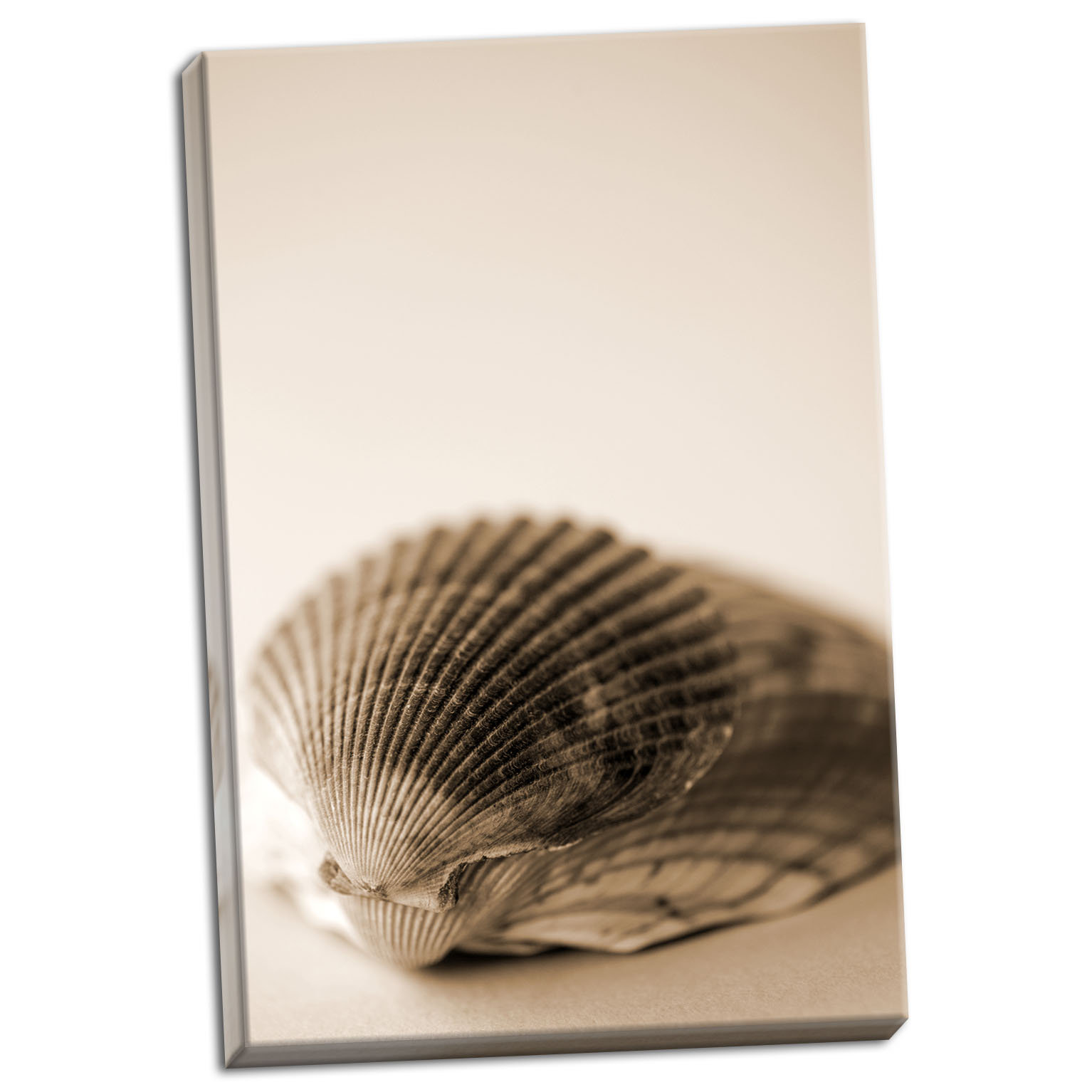 Highland Dunes 'Shell Symmetry I' Photographic Print on Wrapped Canvas ...