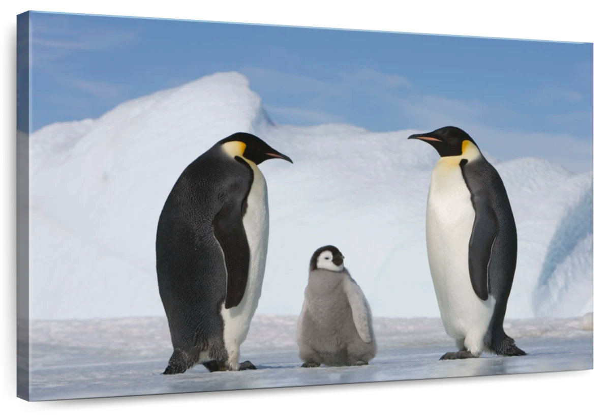 Ebern Designs Family Of Penguins - Wayfair Canada