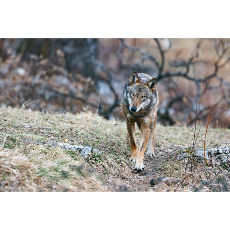 Alpen Home Apennine Wolf by Ciro De Simone - Wrapped Canvas Photograph ...