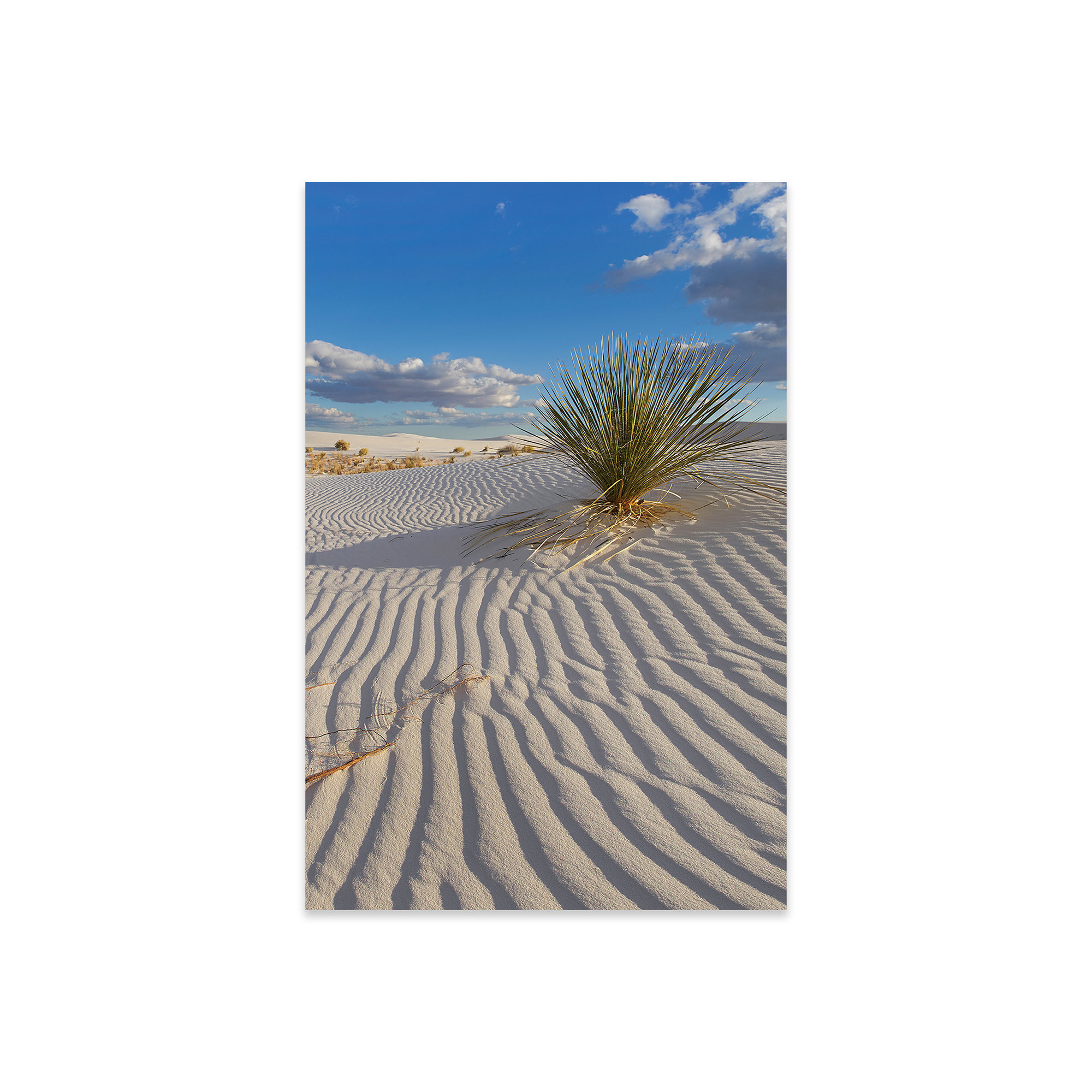 Dovecove Soaptree Yucca, White Sands Nm, New Mexico Print On Acrylic ...