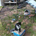 Archie & Oscar™ Lindquist Galvanized Cage with Cover for Dog, Rabbit ...