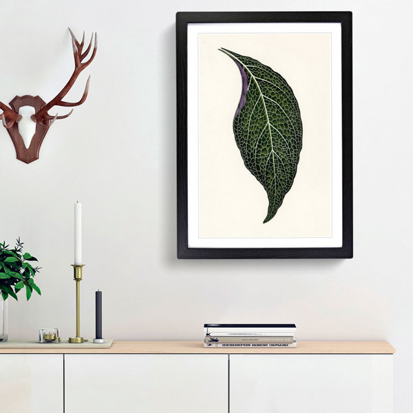 East Urban Home Adelaster Albivenis Plant Leaf by Benjamin Fawcett ...