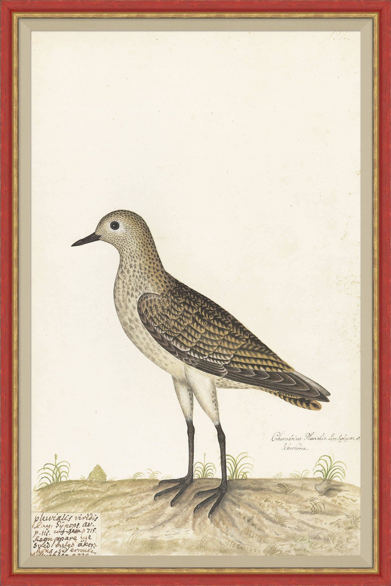 Soicher Marin 18th Century Bird Re-Strikes XII - Single Picture Frame ...