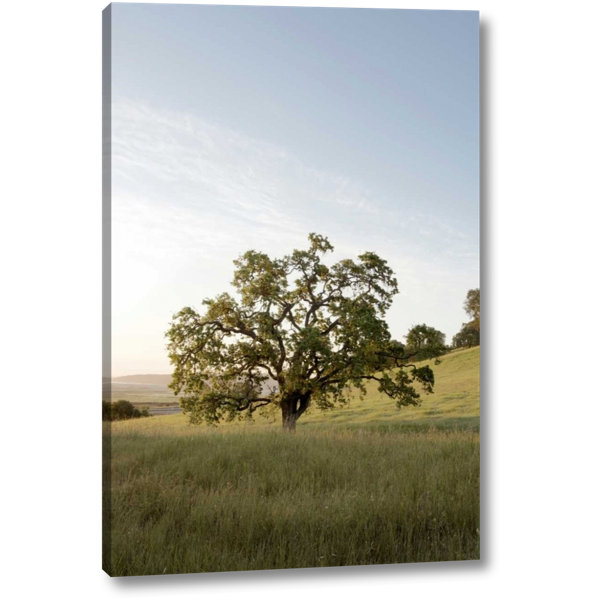 Winston Porter « chêne tree-87 » par alan blaustein, estampe numérique ...