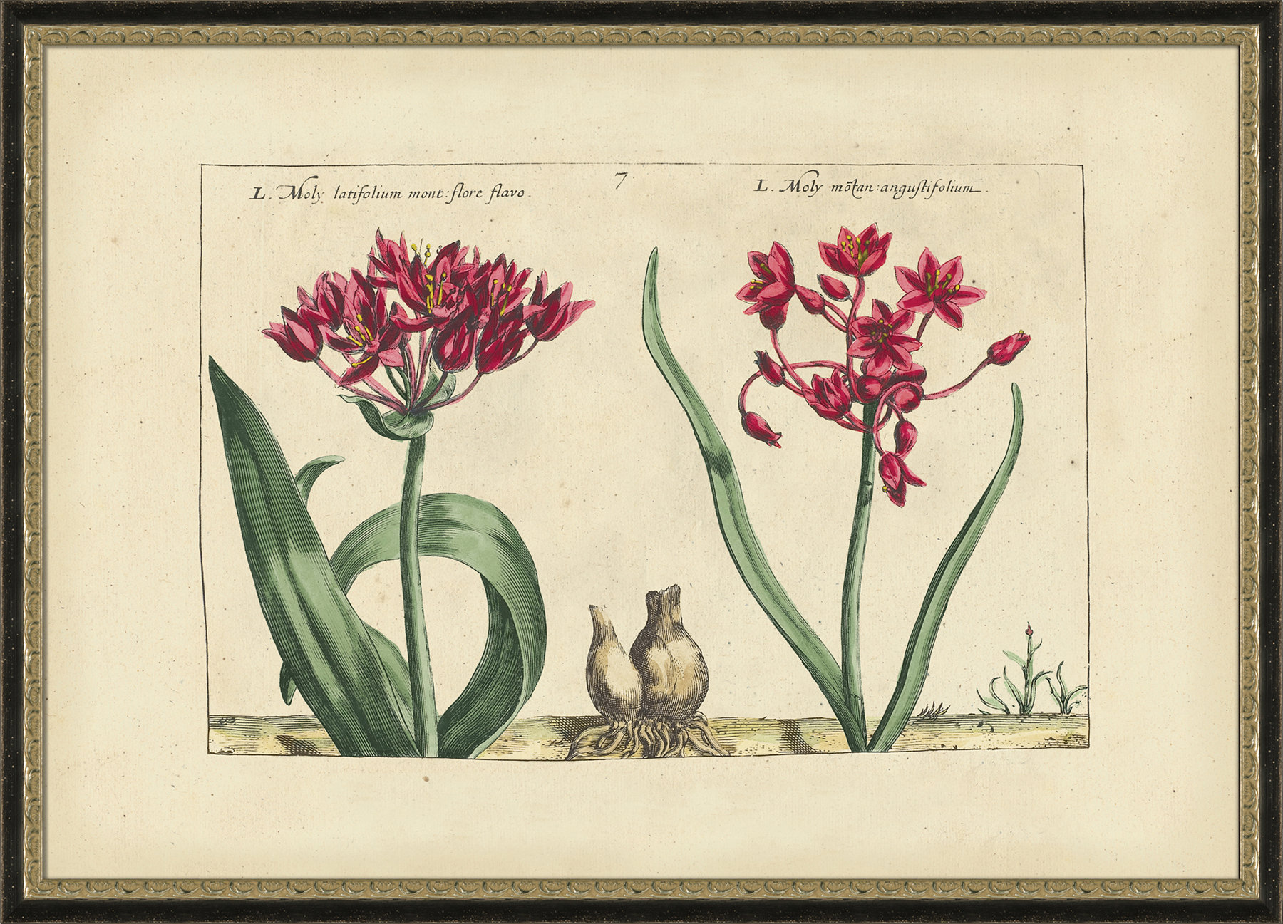 Wendover Art Group Moly Latifolium - Picture Frame Painting on Paper ...