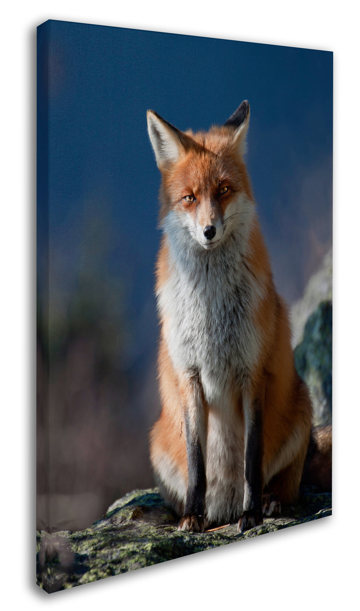 Trademark Fine Art 'Are You My Friend or Not' Photographic Print on ...