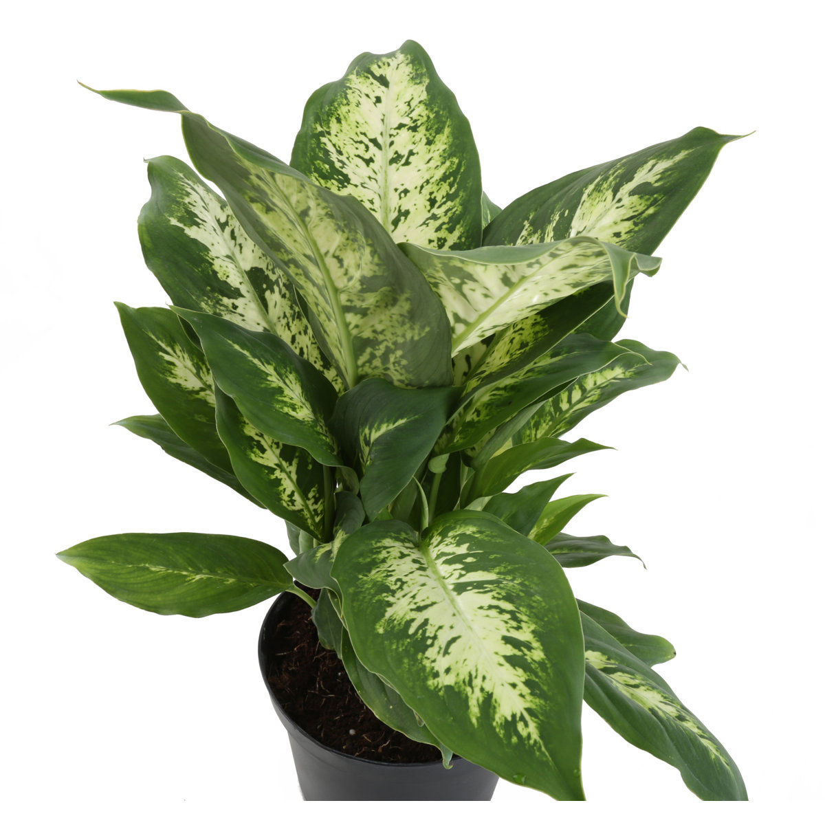 Costa Farms Indoor Dieffenbachia House Plant in 10-inch Grow Pot ...