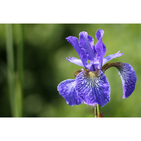 17 Stories Blue Bearded Iris by Lorraine Kerr - Wrapped Canvas Print ...