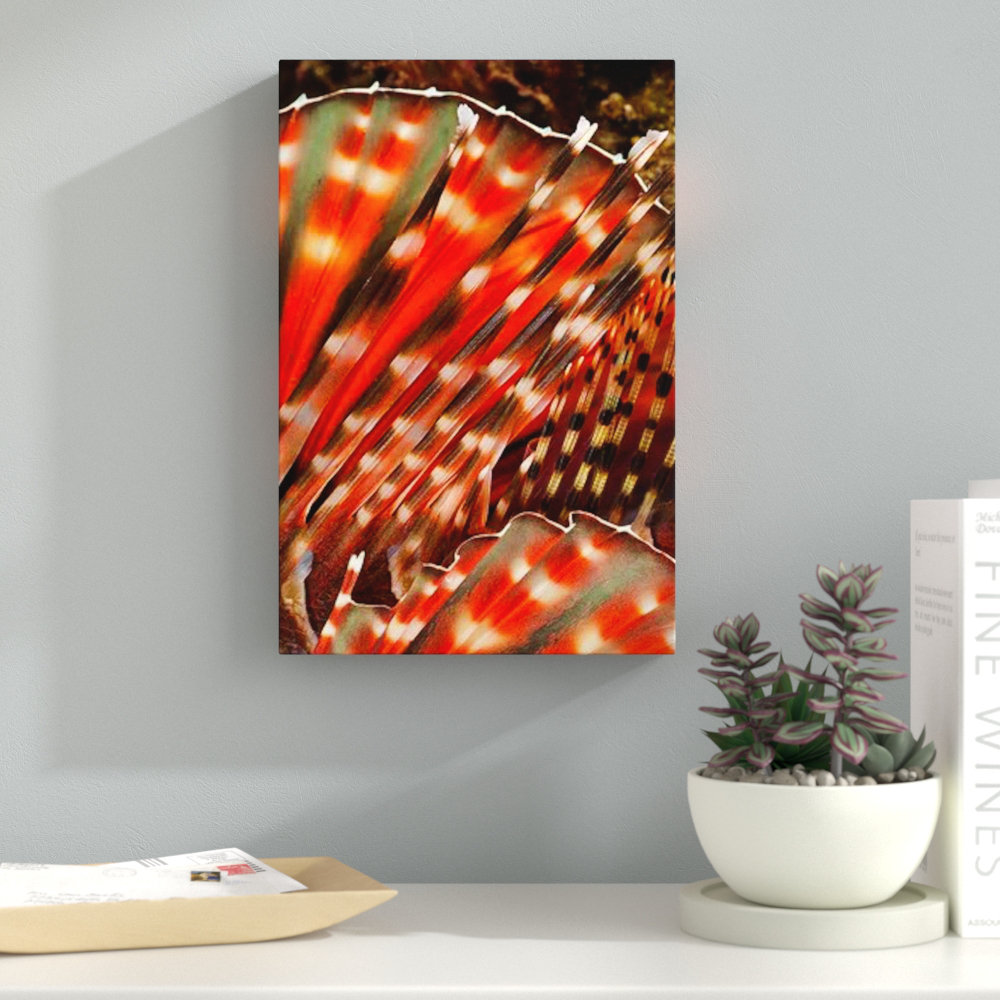 Latitude Run® Zebra Lionfish by David Fleetham - Photograph Print on ...