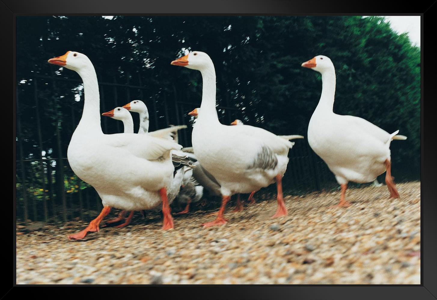 Gracie Oaks Gaggle of Geese Photo Photograph Flock Bird Pictures Wall ...