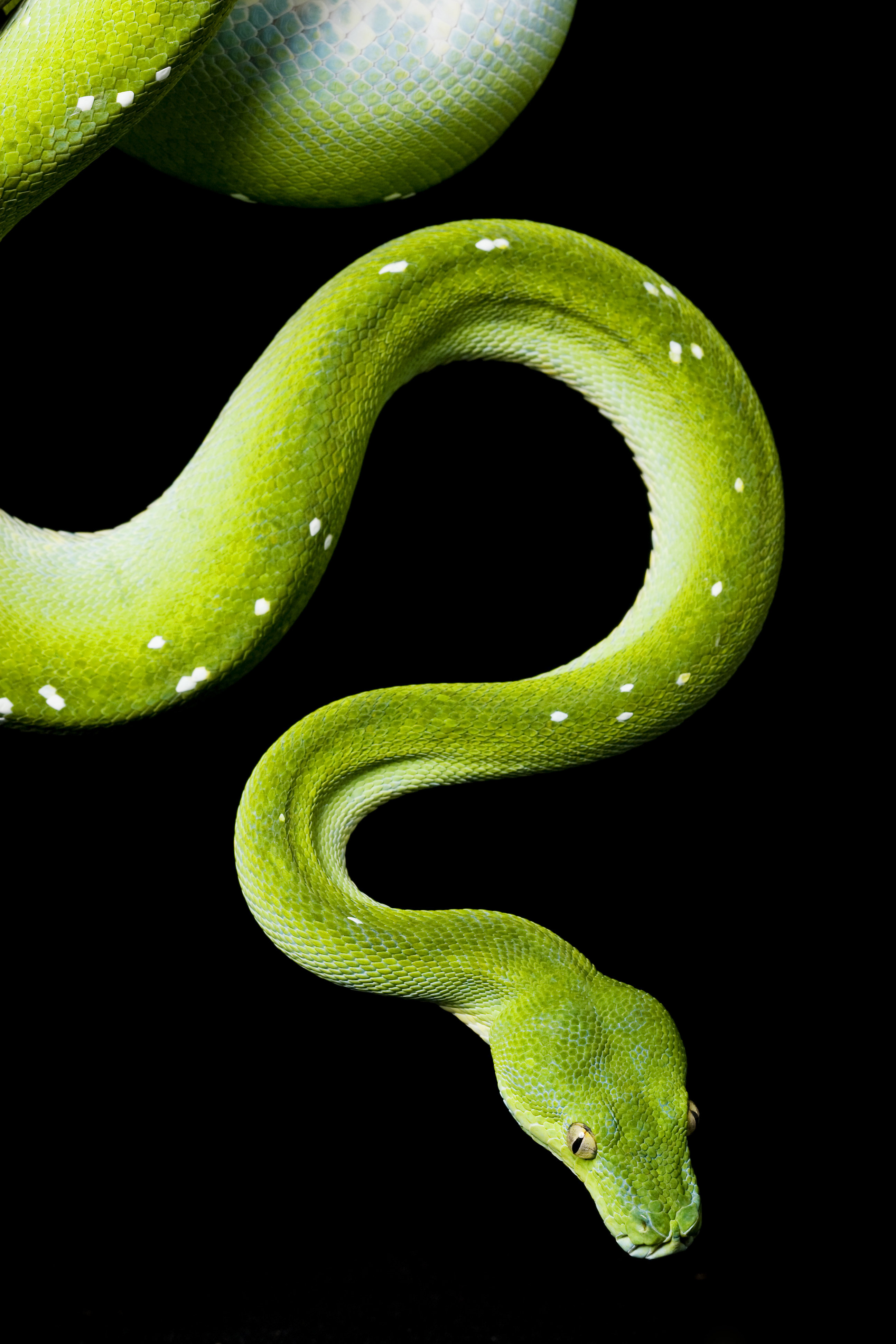 Ebern Designs A Close up of a Green Tree Python - Wrapped Canvas ...