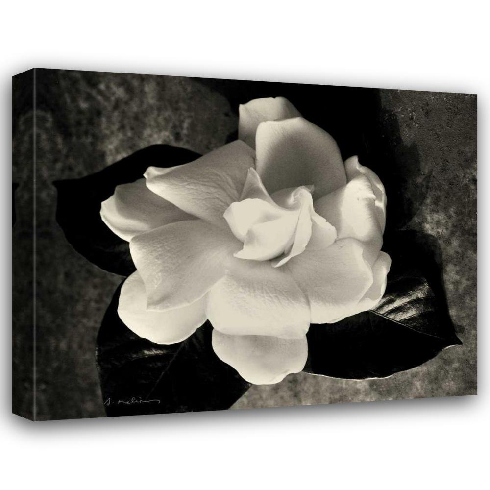 Red Barrel Studio® Melious, Amy Gallery Wrapped Canvas Art Titled ...