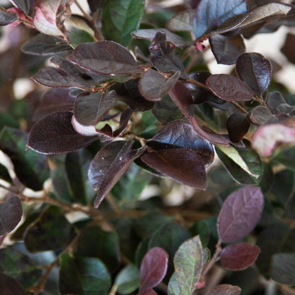 Plants by Mail 2.5 Qt. Ruby Loropetalum - Evergreen Flowering Shrub ...