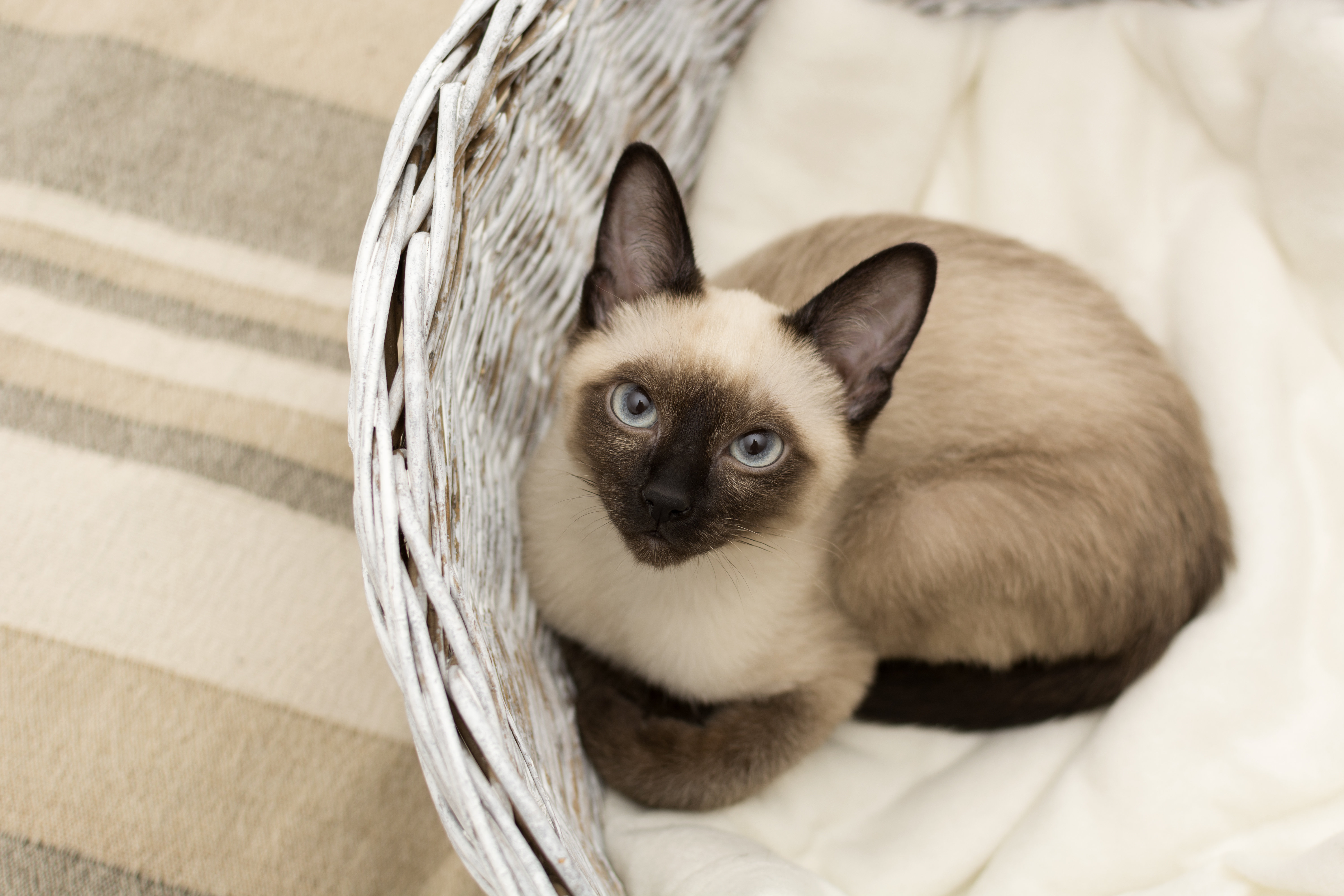Ebern Designs Siamese Cat On Canvas by Lucija_Jovanovic Photograph ...