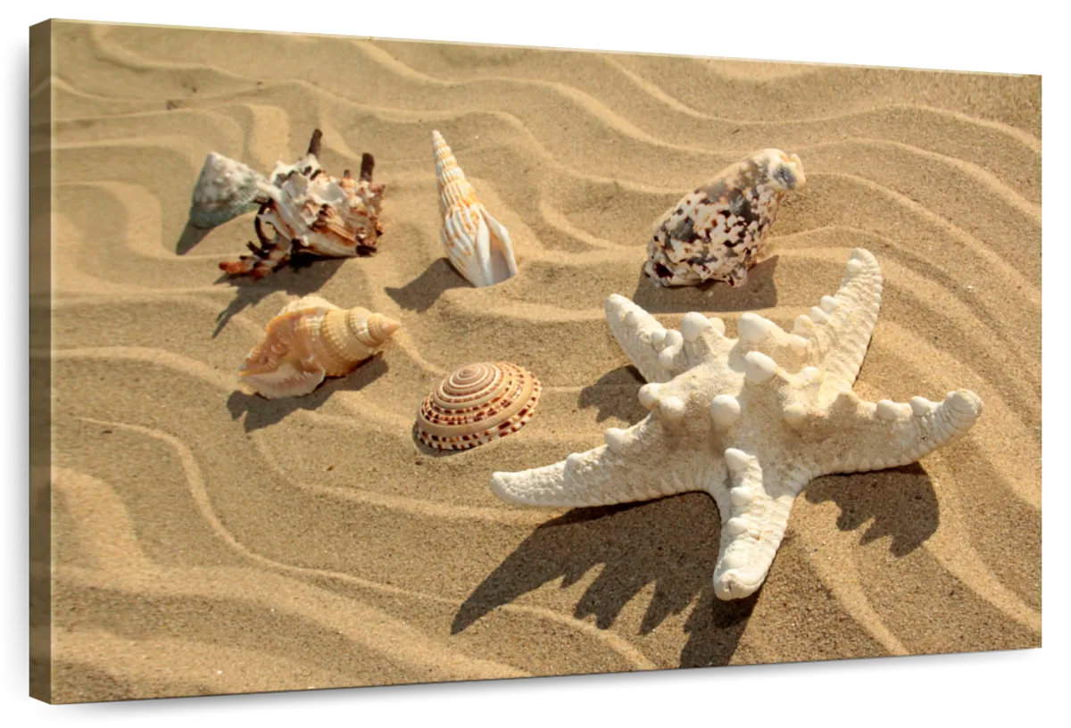 Beachcrest Home™ Gillard Sandy Seashells And Starfish | Wayfair