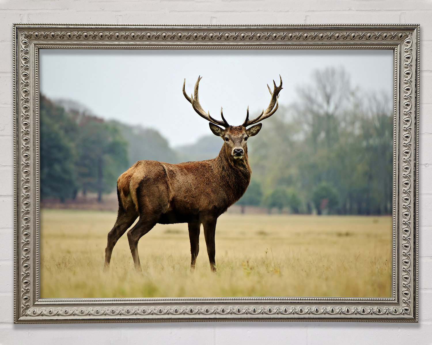 Union Rustic Red Deer Beauty Framed Print | Wayfair.co.uk