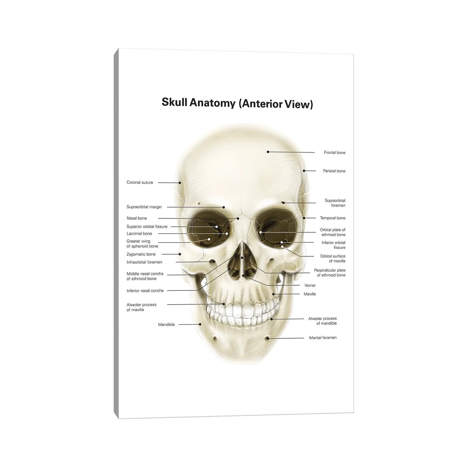 East Urban Home Anterior View of Human Skull with Labels by Alan Gesek ...