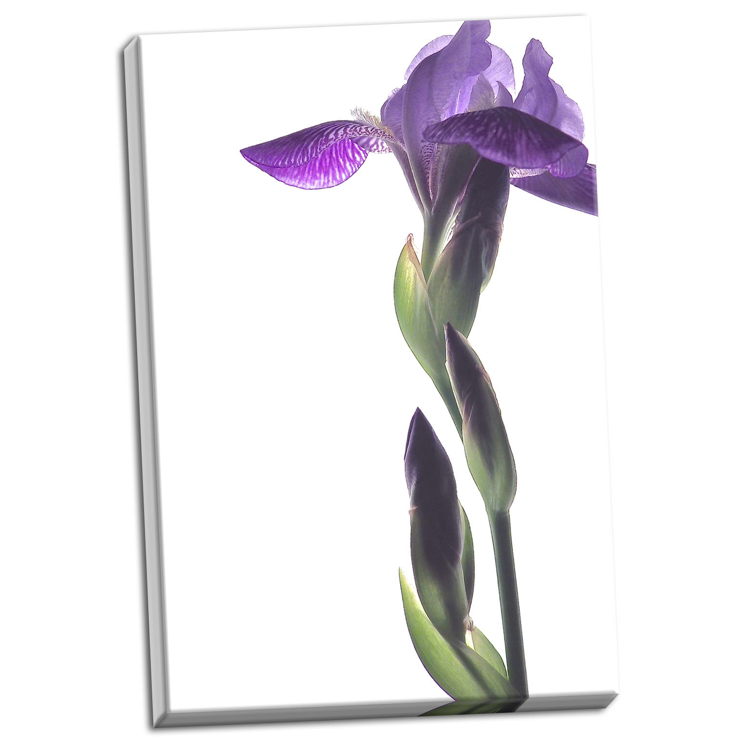 Ebern Designs 'Purple Iris I' Photographic Print on Wrapped Canvas ...