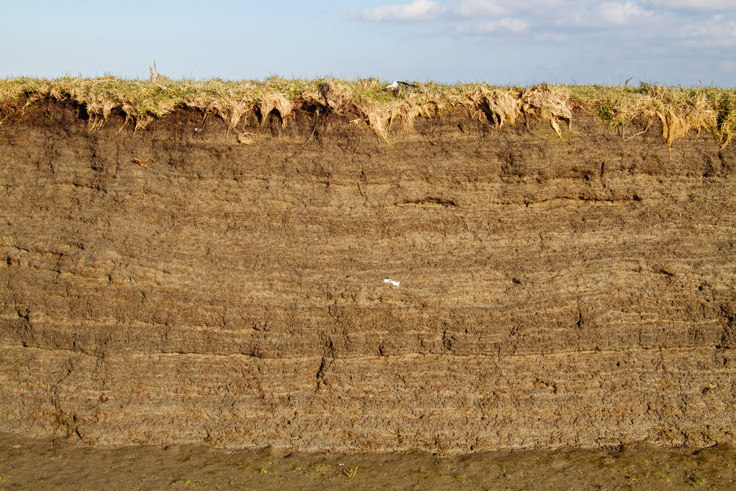 Ebern Designs Tidal Marsh Soil - Wrapped Canvas Photograph | Wayfair