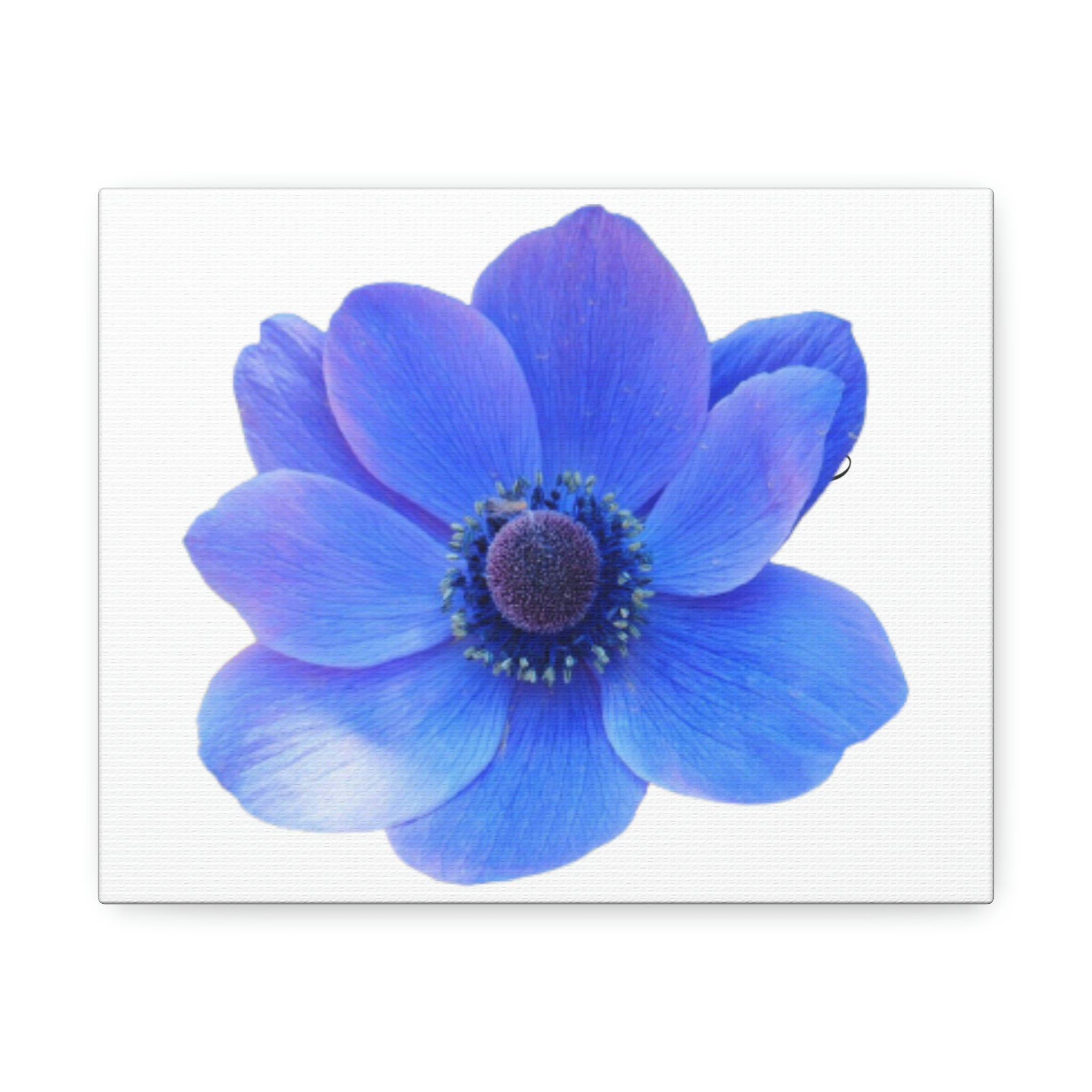 Hokku Designs Blue Flower by Kelly Johnson - Graphic Art on Canvas ...