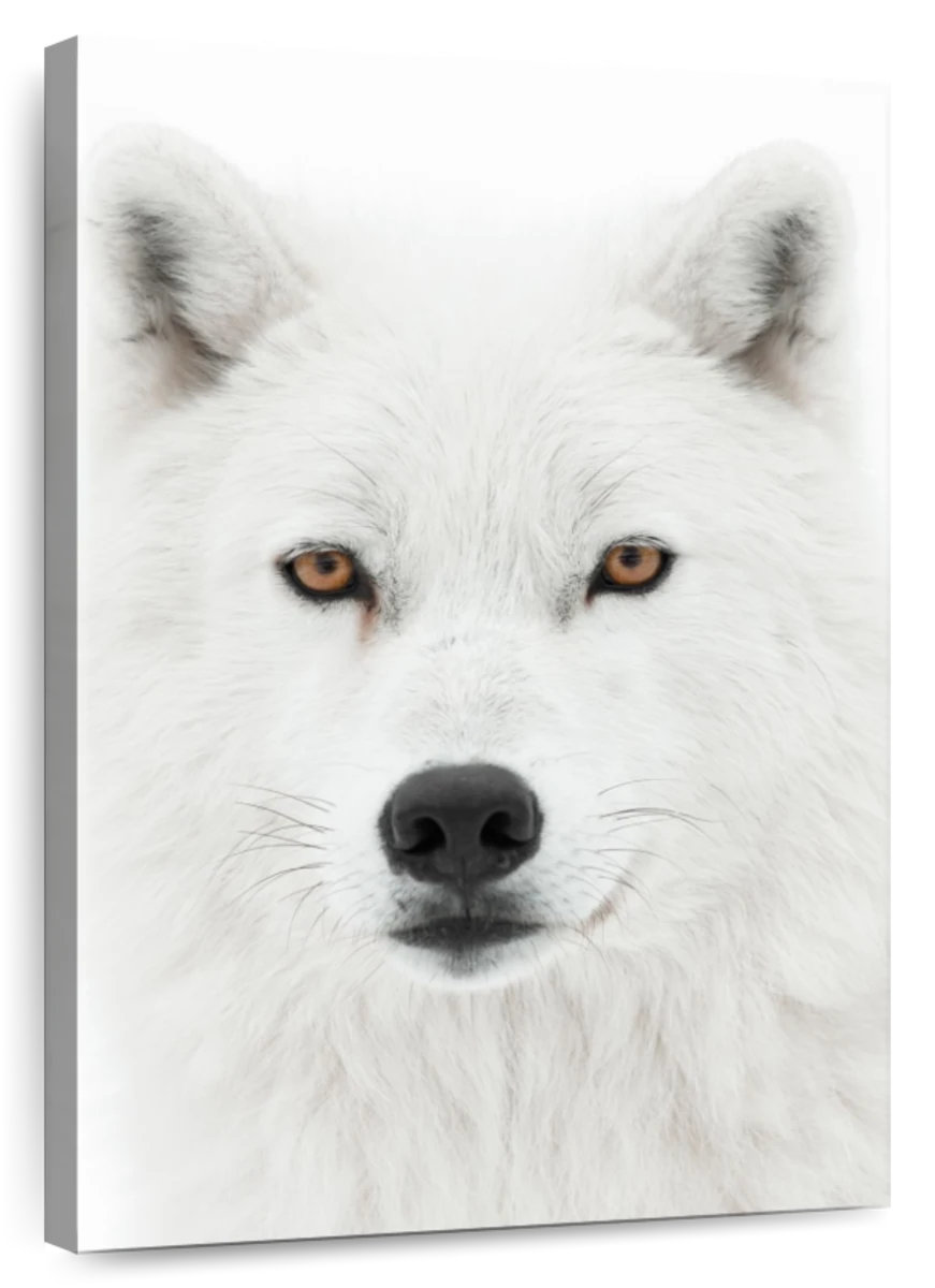 Winston Porter Winter White Wolf - Wayfair Canada