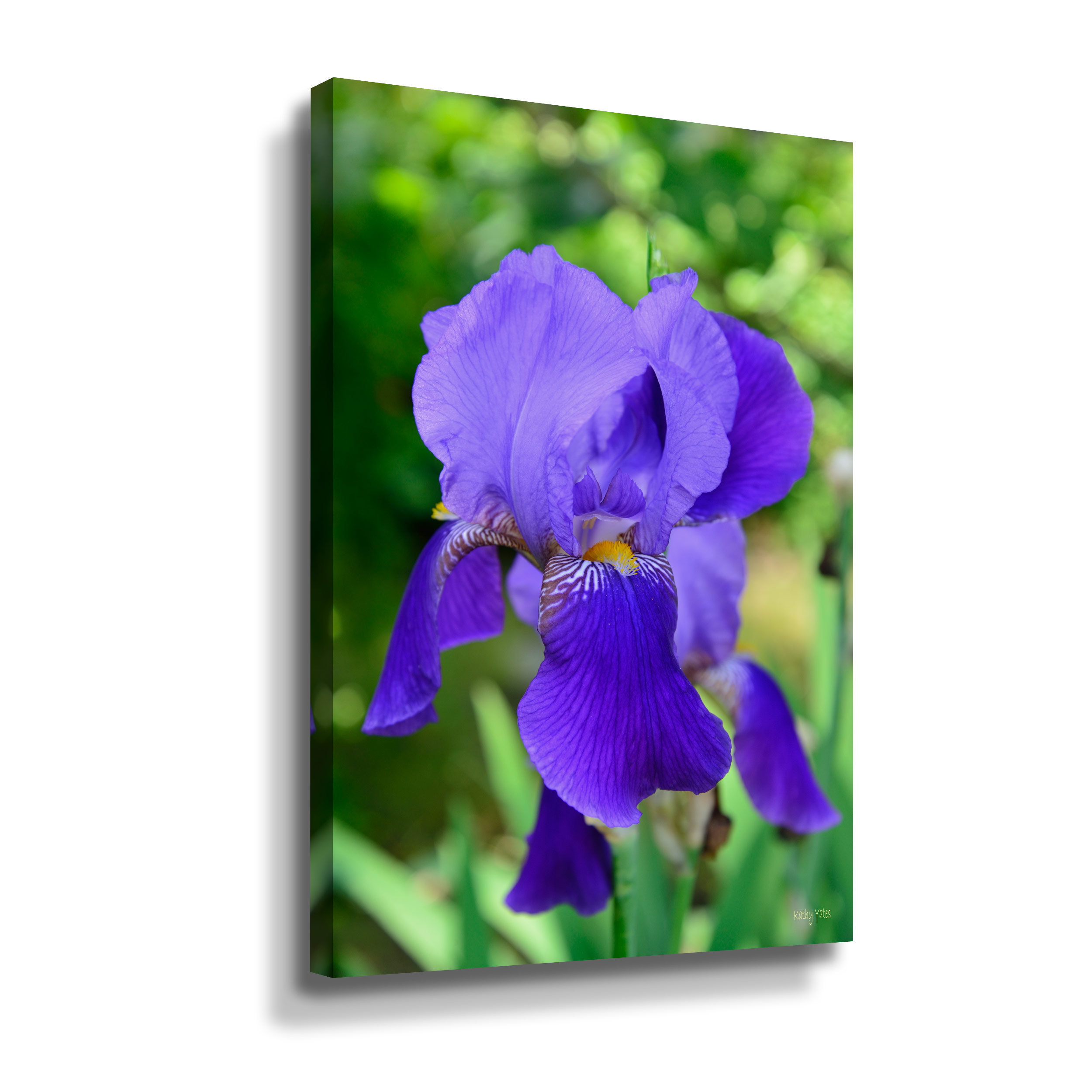Latitude Run® Iris in Bloom by Kathy Yates - Wrapped Canvas Photograph ...